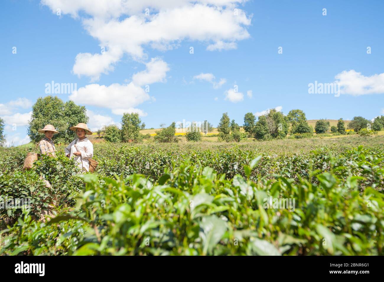 Tea leaves earning plantation hi-res stock photography and images - Alamy