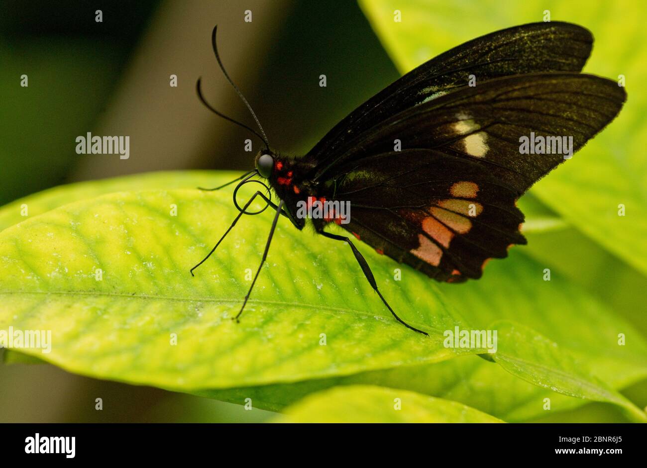 Common parides parides iphidamas in the butterfly house hi-res stock ...