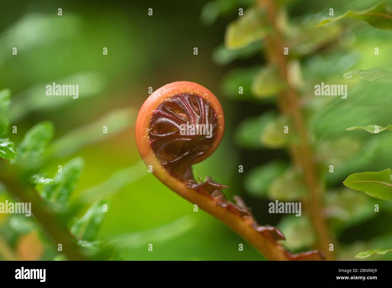 Twisting fern shoot hi-res stock photography and images - Alamy