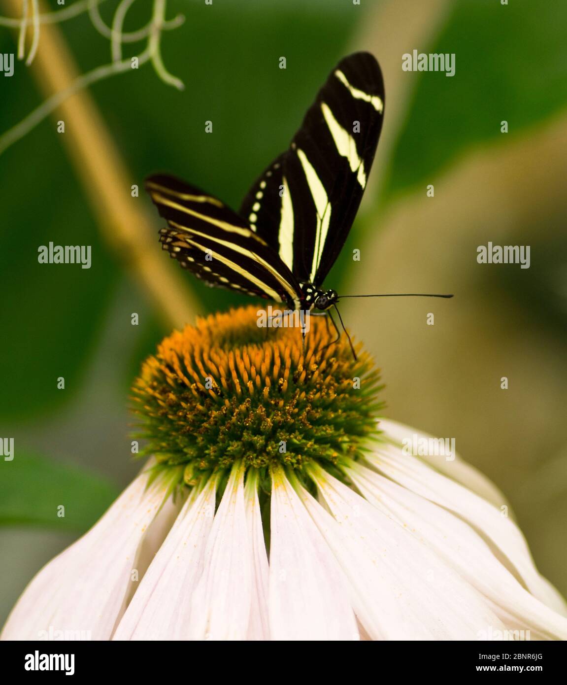 Zebra Butterfly Heliconius Charitonius High Resolution Stock ...