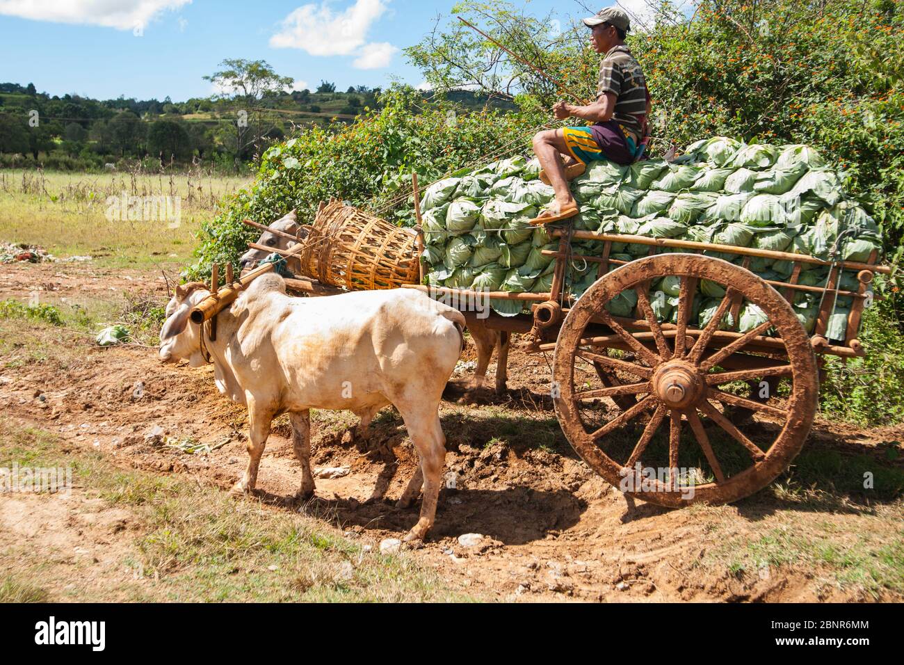 Old fashioned market cart vegetables hi-res stock photography and ...