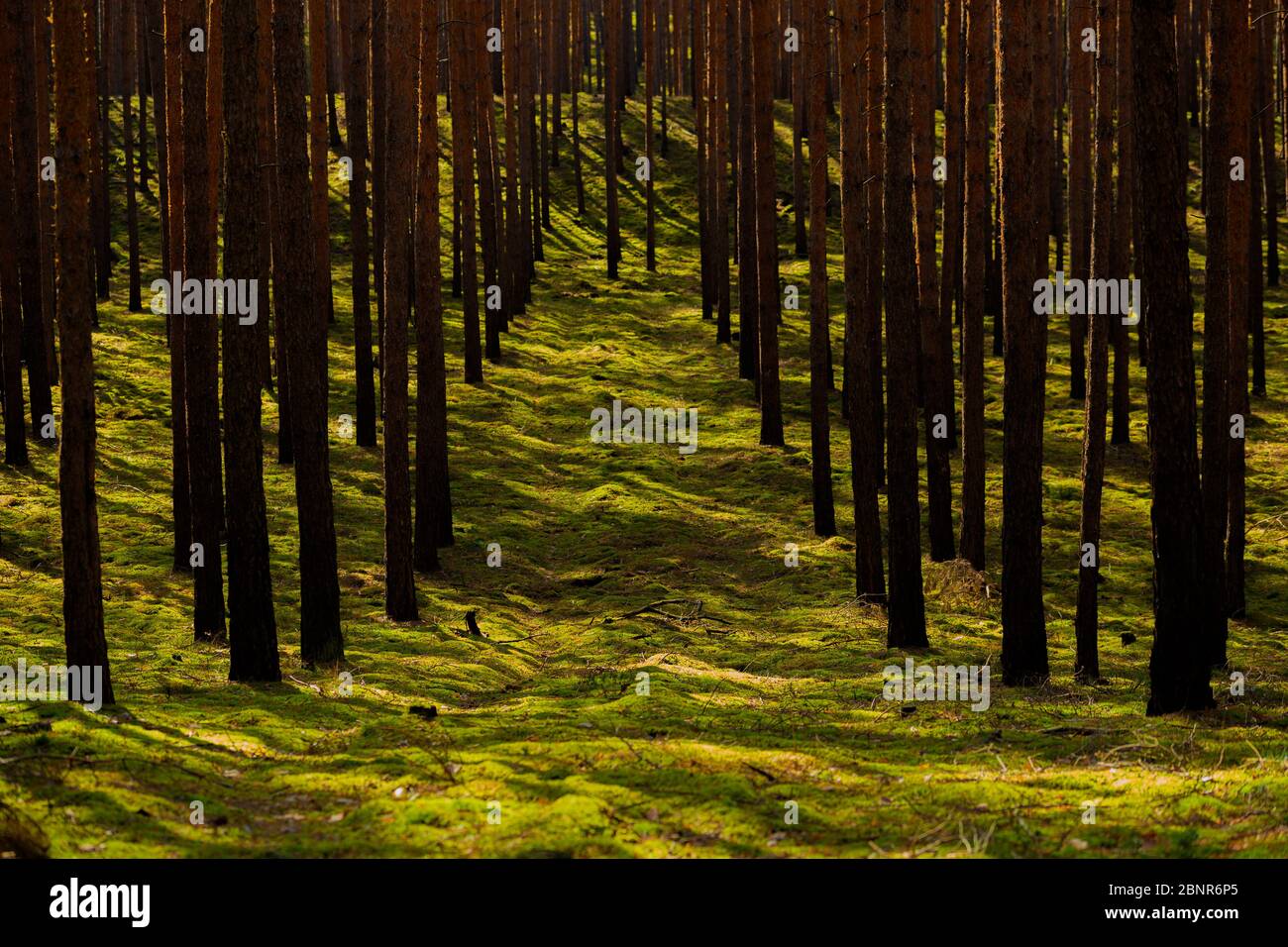 logging trail in spring with mossy Forest Floor Stock Photo - Alamy