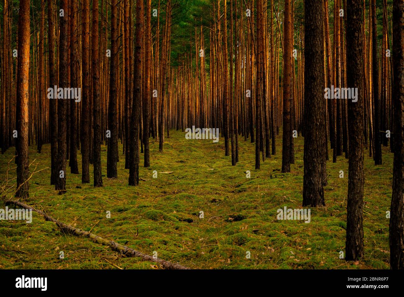 Forest way in spring, partially moss-covered forest floor Stock Photo ...