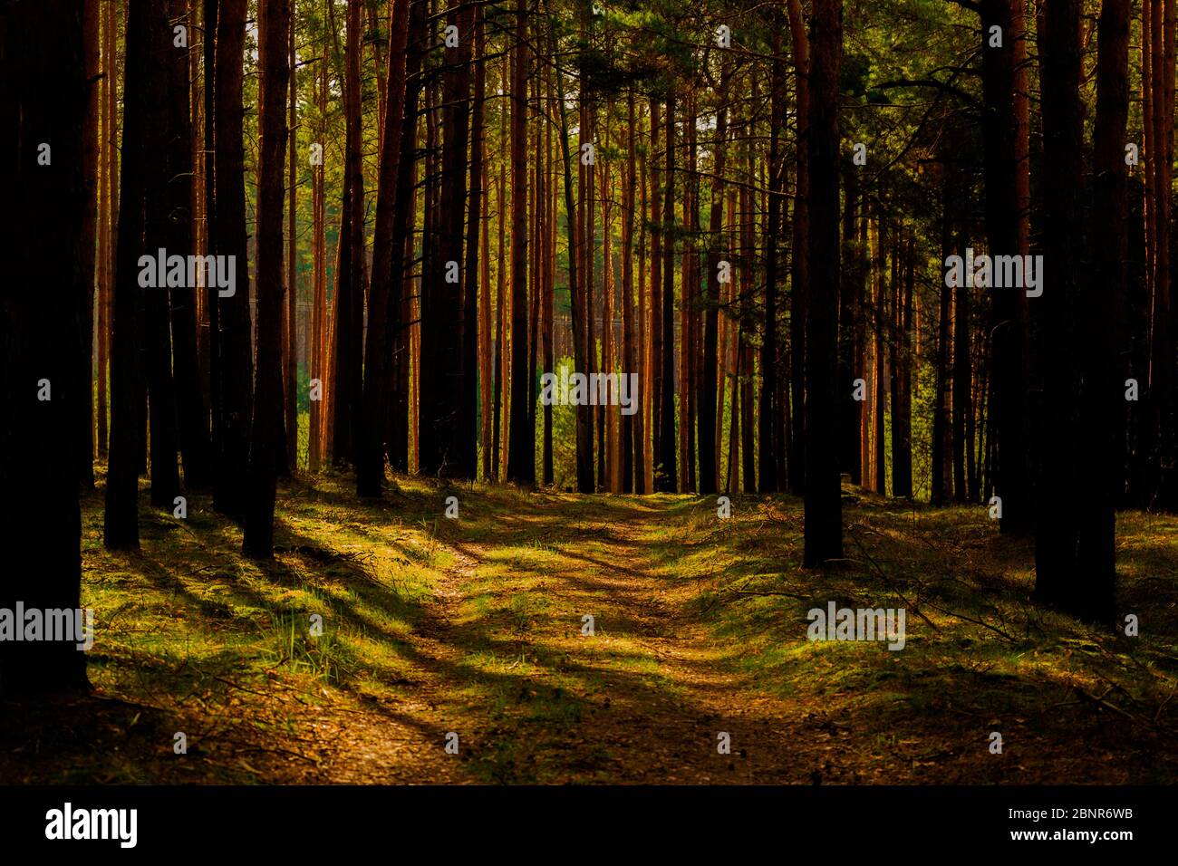 Forest road in spring with lights and shadows Stock Photo - Alamy