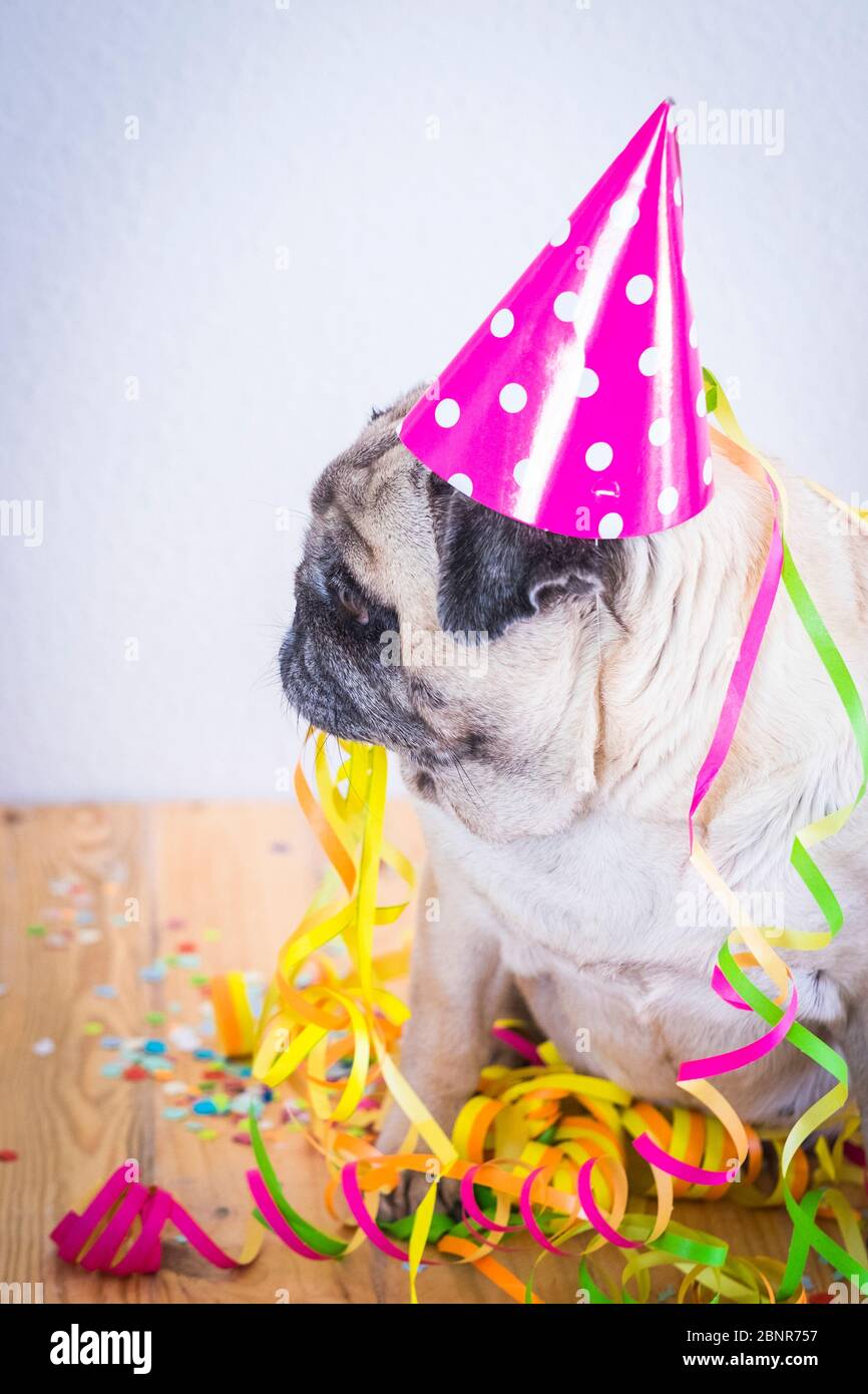 Funny Dog Party Pictures