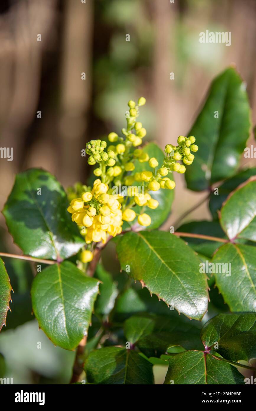 Common Mahonia, Oregon Grape, Mahonia Aquifolium Stock Photo - Alamy