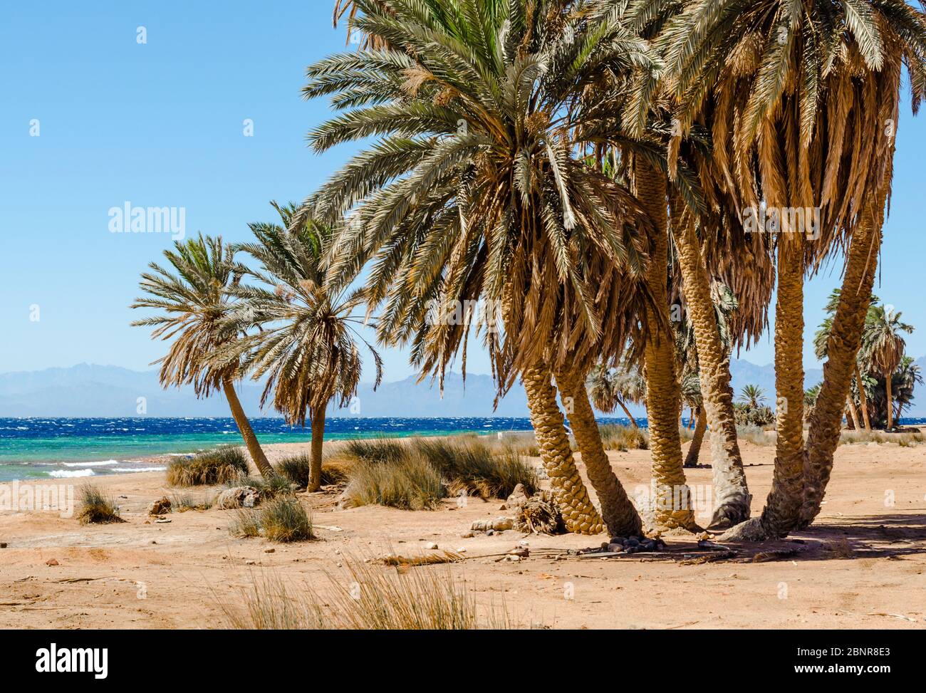 palm trees on the Red Sea in Egypt Dahab Stock Photo - Alamy
