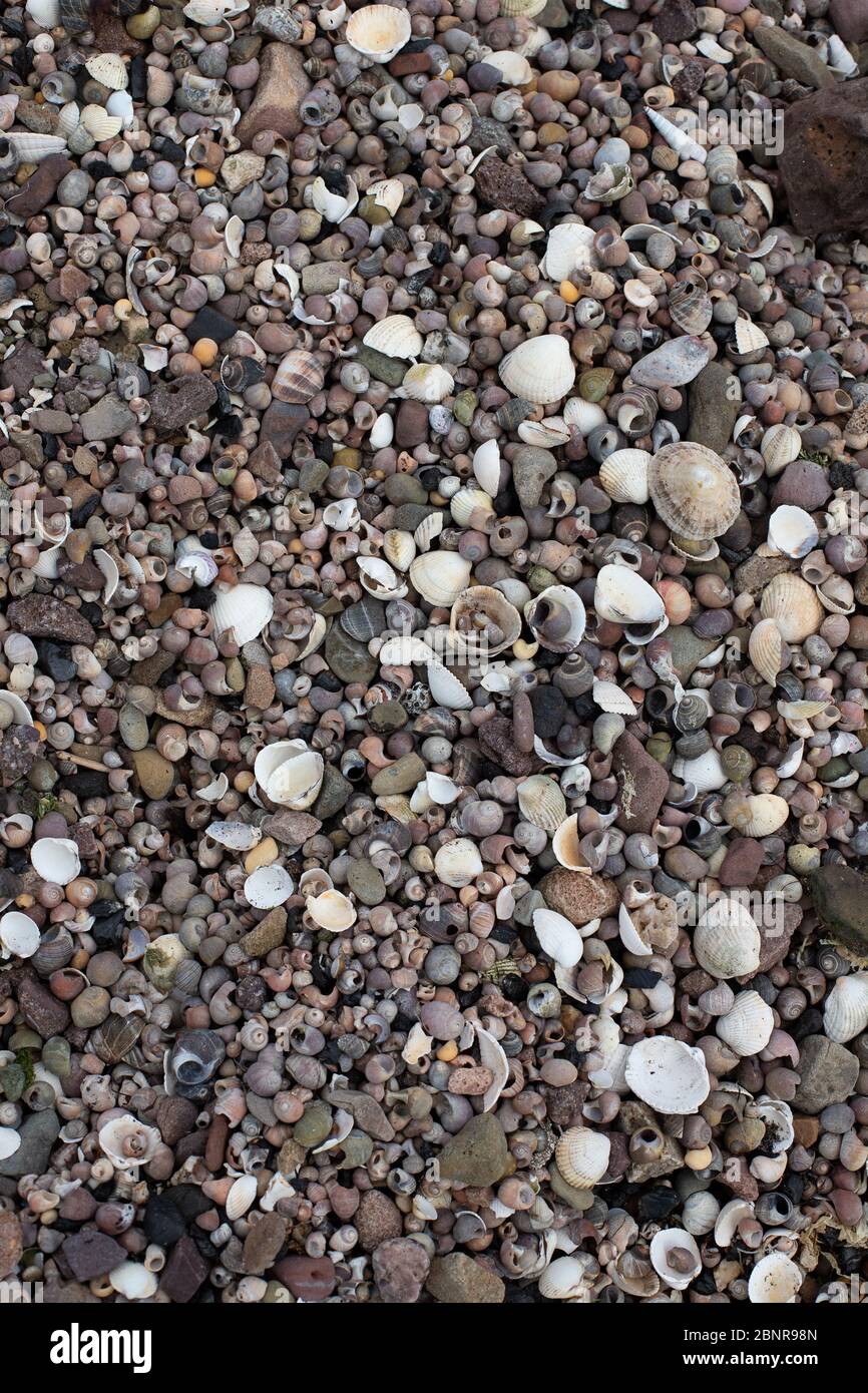 Shingle seashore sea hi-res stock photography and images - Alamy