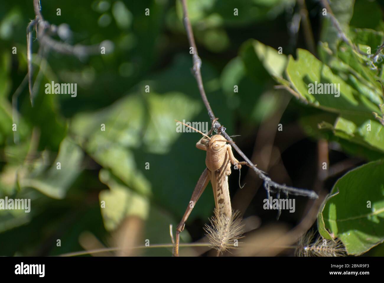 Flyingbug hi-res stock photography and images - Alamy