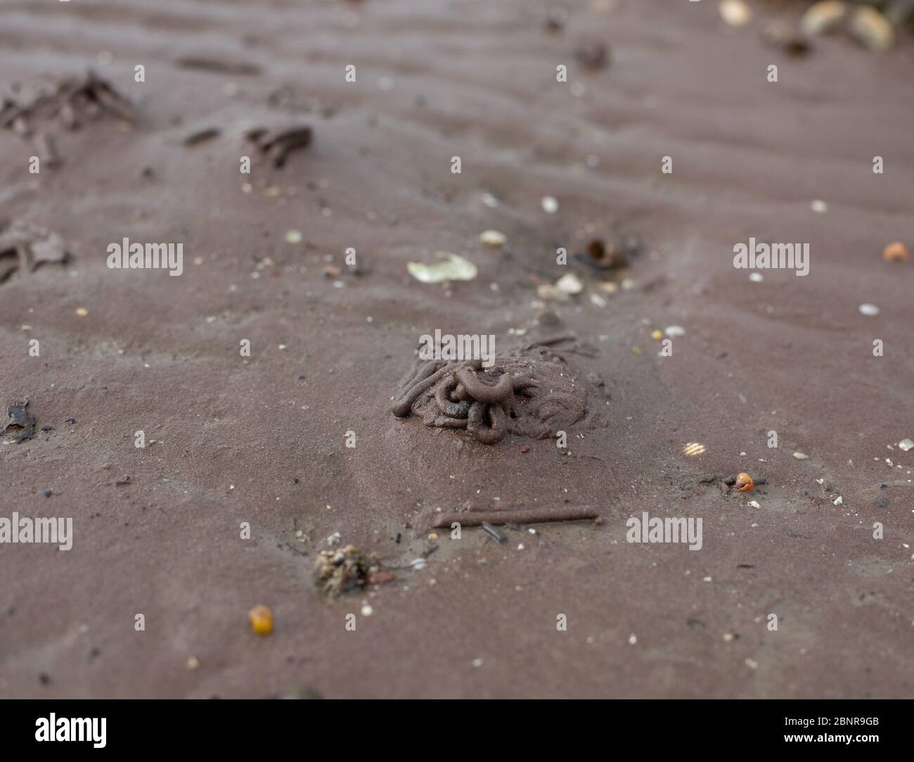 Sand worms hi-res stock photography and images - Alamy