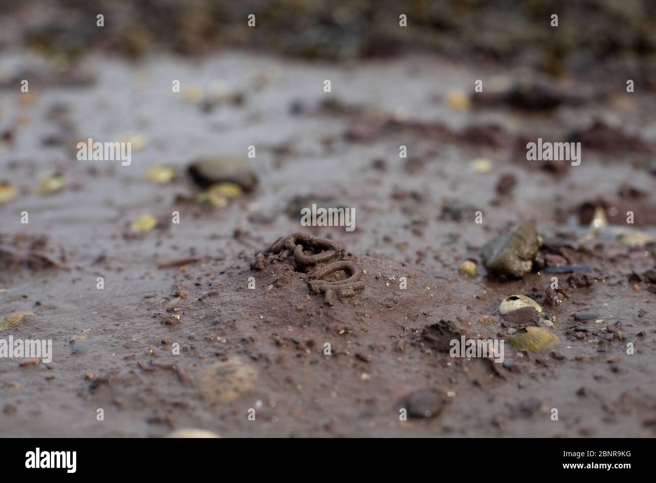 Close-up of a Lugworm Cast Stock Photo - Alamy