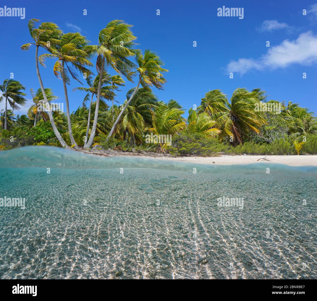 Tahiti French Polynesia Vegetation High Resolution Stock Photography ...