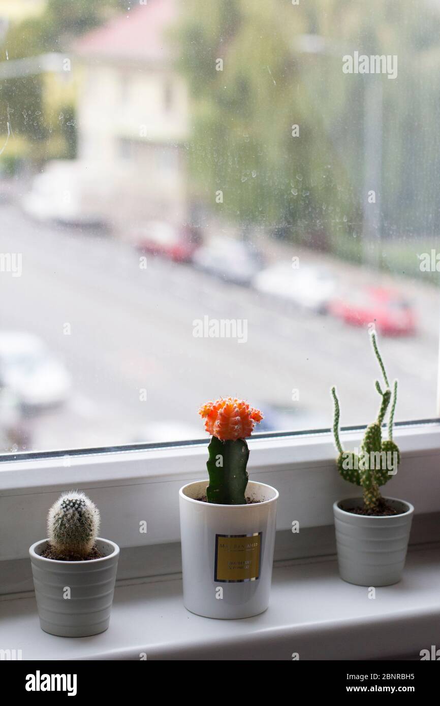 Cacti by the window Stock Photo - Alamy