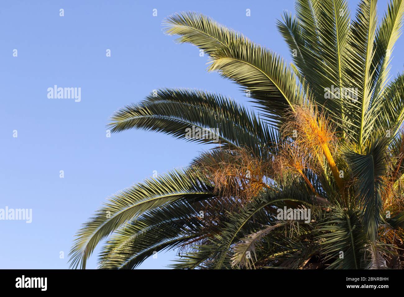 Palm tree in Croatia Stock Photo - Alamy