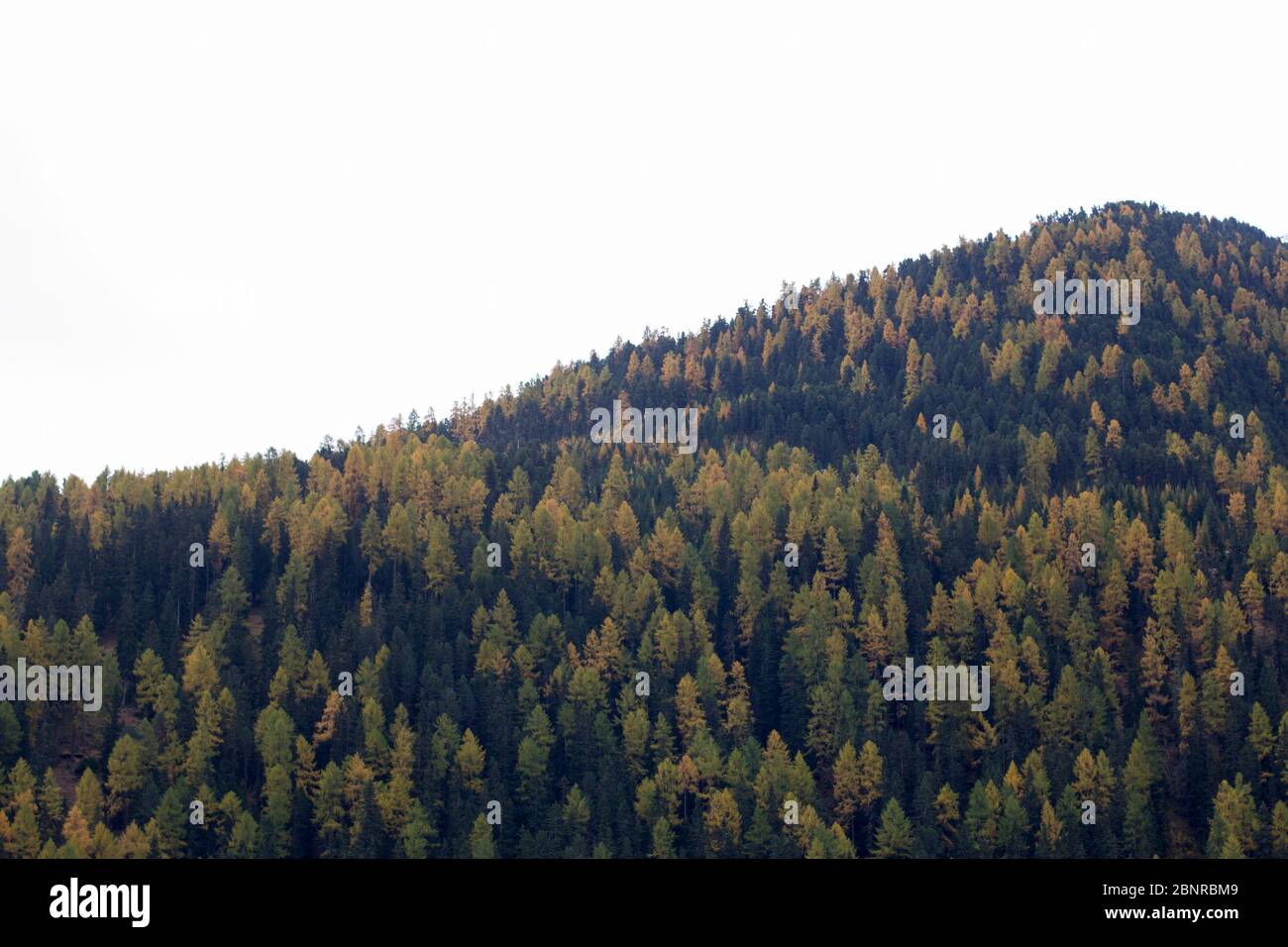 Autumn colored forest hi-res stock photography and images - Alamy