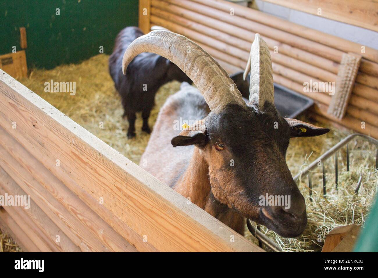 Goat gut hi-res stock photography and images - Alamy
