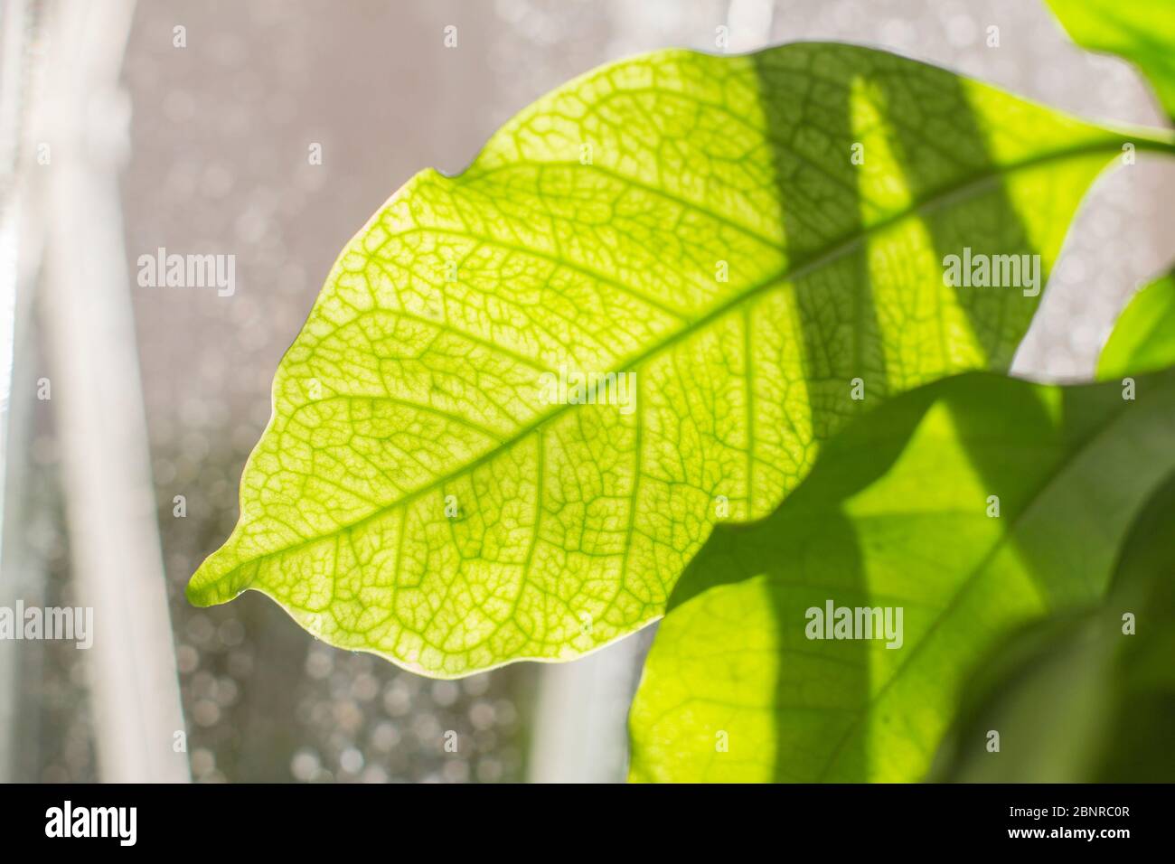 Backlit leaf hi-res stock photography and images - Alamy