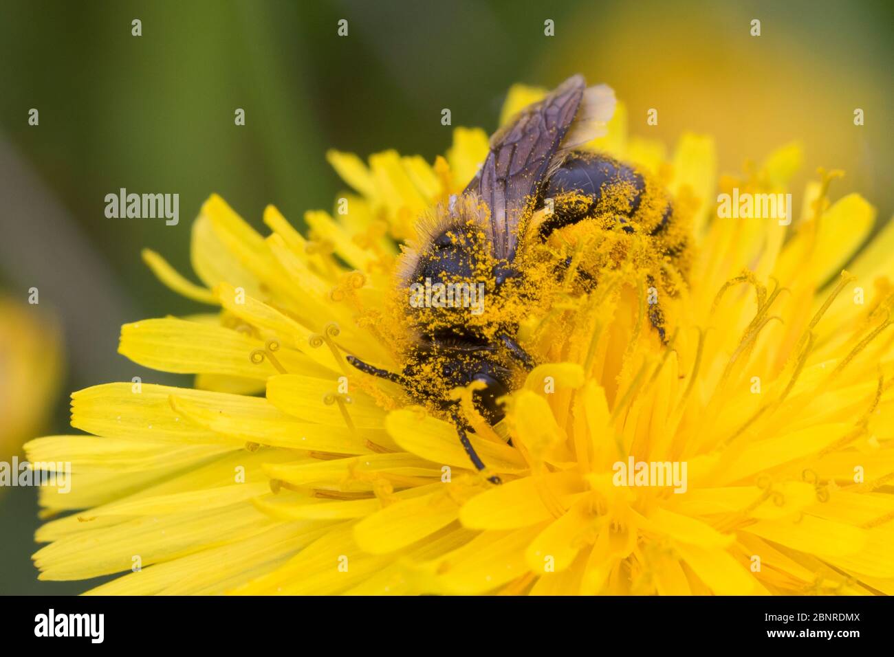 Sandbiene, Wildbiene, Weibchen, Andrena spec., mining bee, female ...