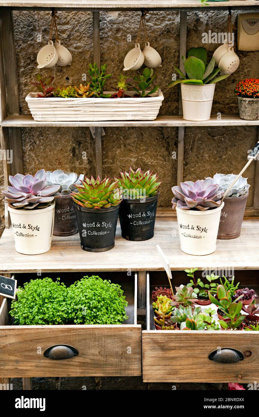 Diverse succulents hi-res stock photography and images - Alamy