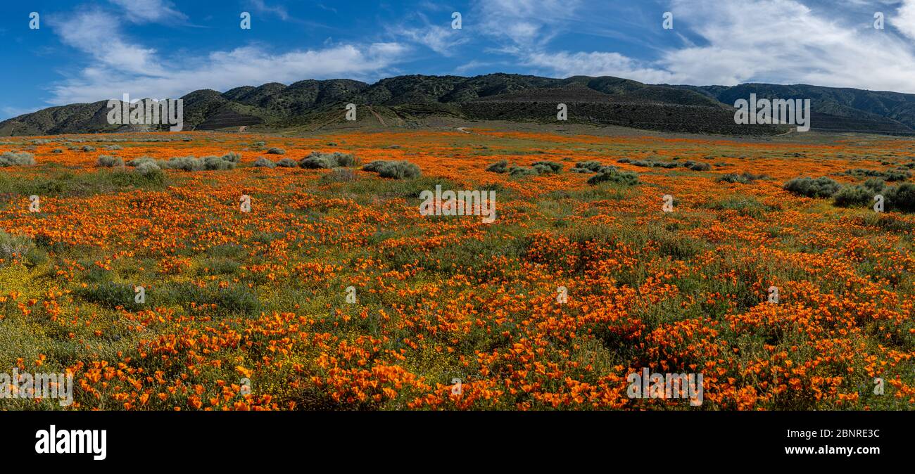 California poppy fields hi-res stock photography and images - Alamy