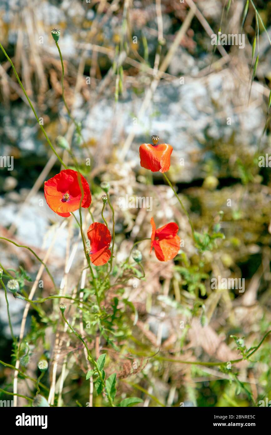 Flowers, poppies, Tuscany, Italy Stock Photo - Alamy