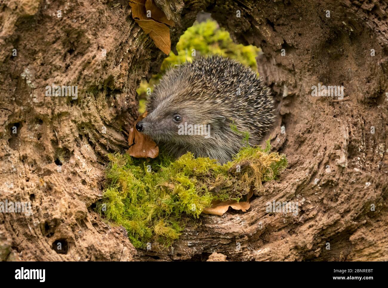 Hedgehog (Scientific name: Erinaceus Europaeus) Wild, native, European ...