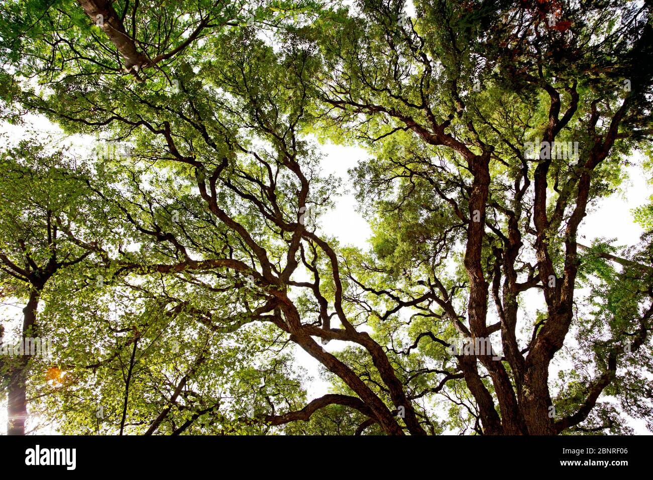Large sized deciduous tree hi-res stock photography and images - Alamy