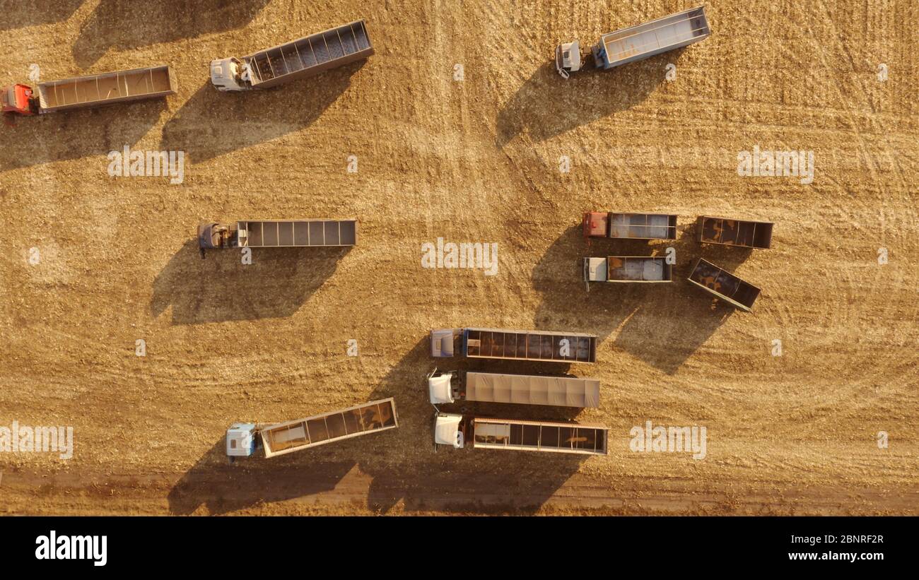 Grain trucks on a wheat field during harvest Stock Photo - Alamy