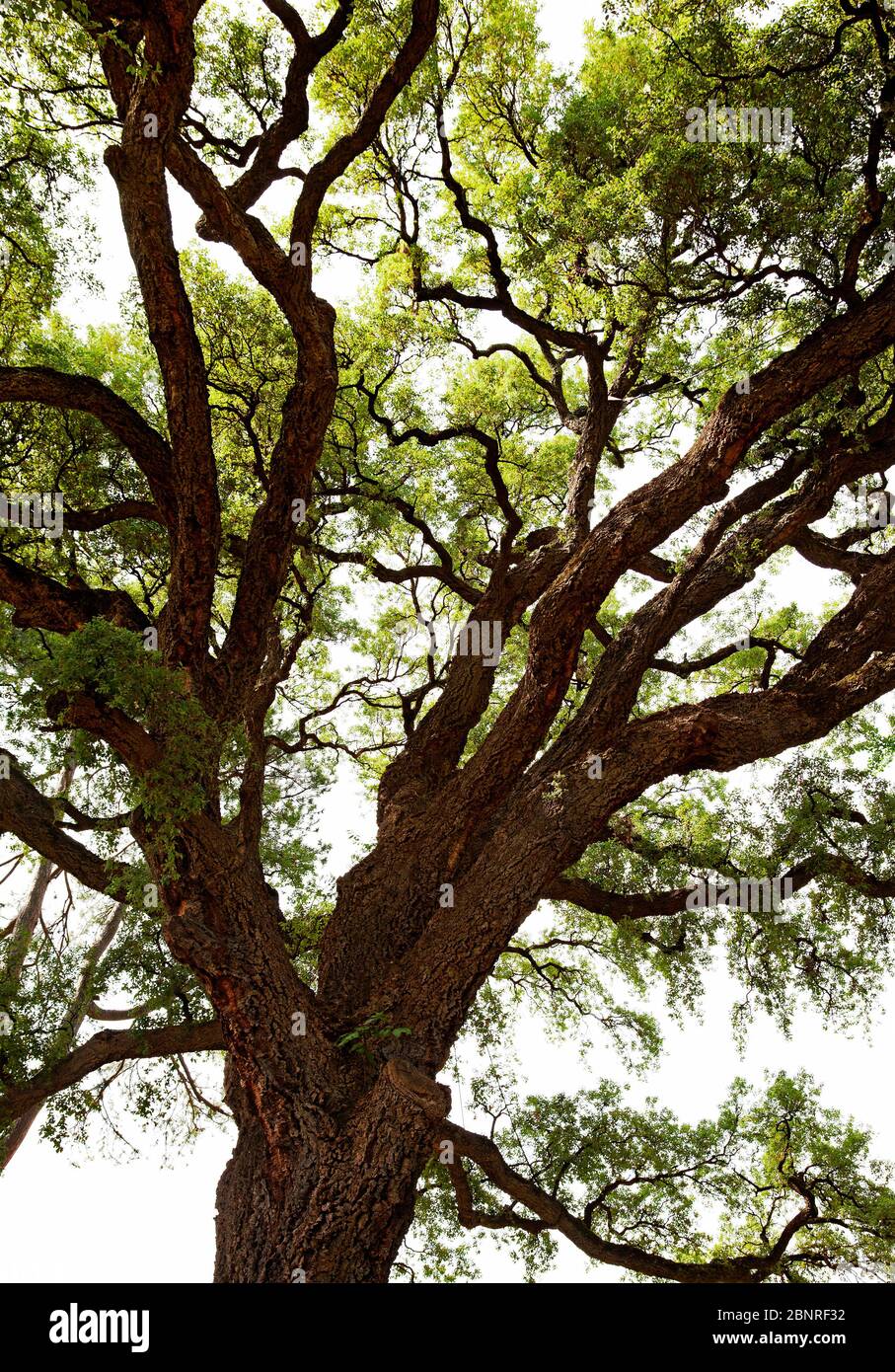 Large sized deciduous tree hi-res stock photography and images - Alamy