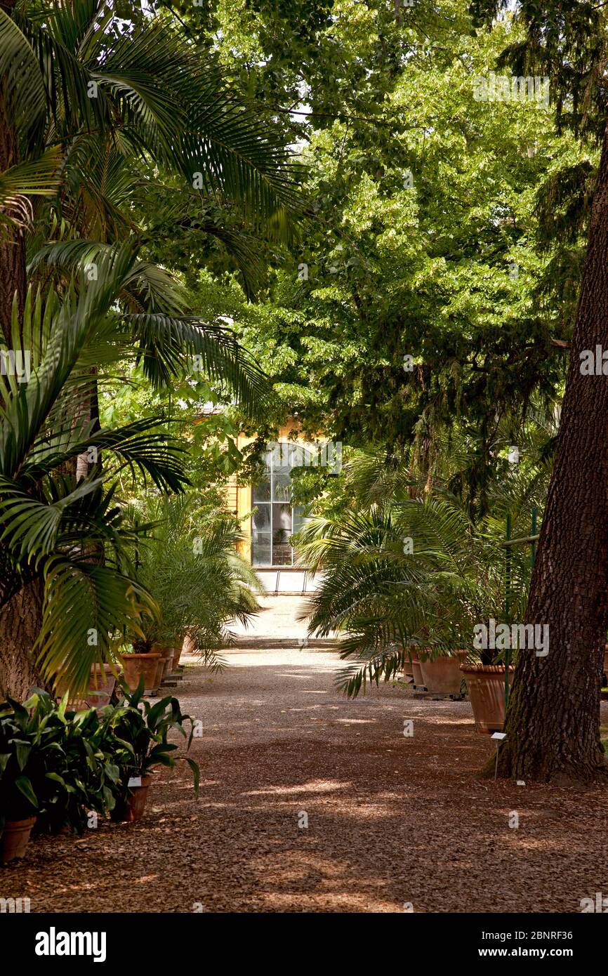 Tree, palm tree, Florence, Tuscany, Italy Stock Photo - Alamy