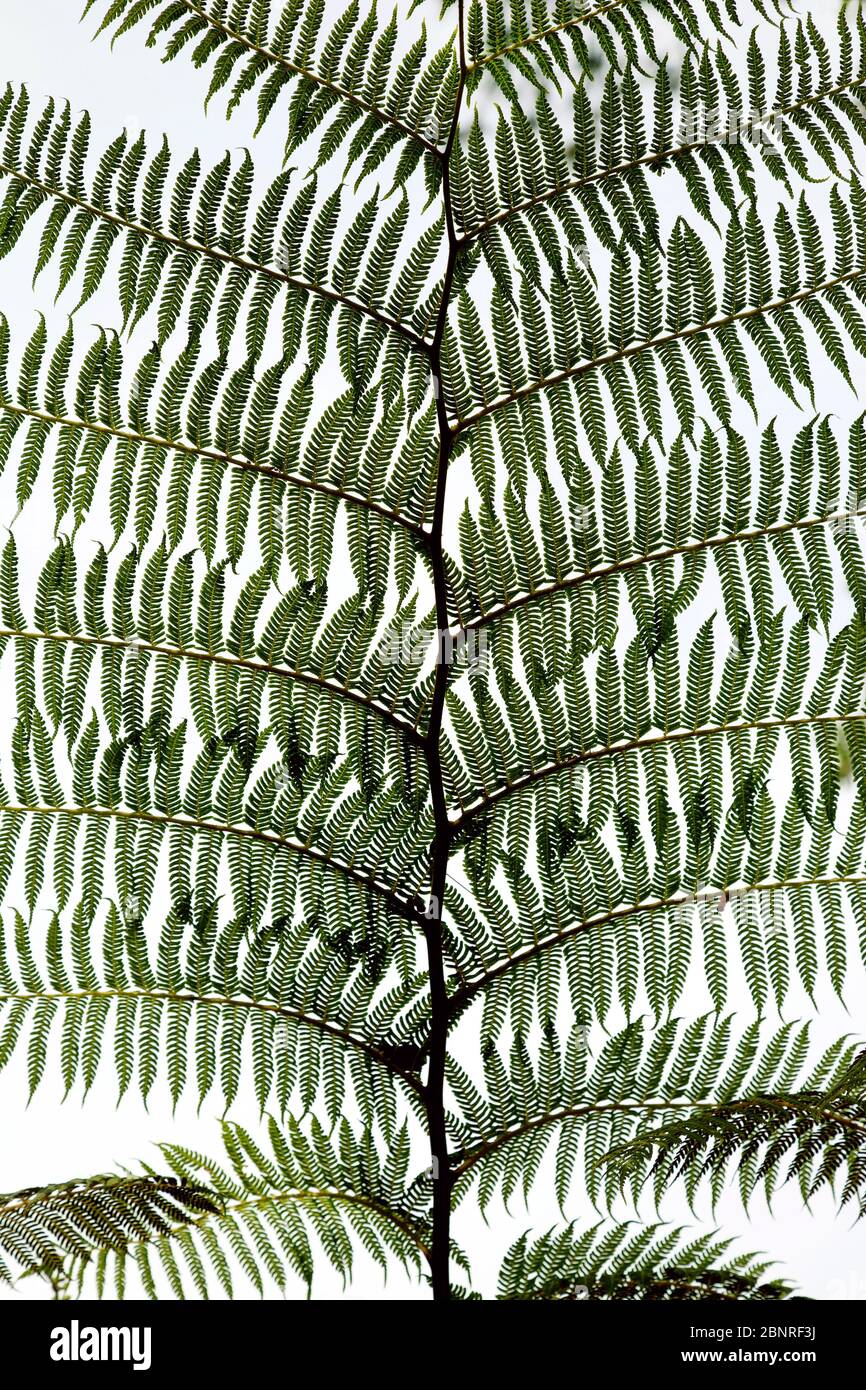 Fern, sky, leaves, Florence, Tuscany, Italy Stock Photo - Alamy