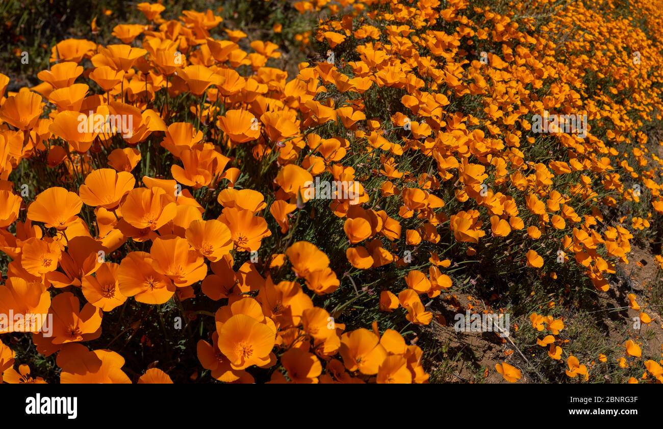 Fading wildflowers hi-res stock photography and images - Alamy