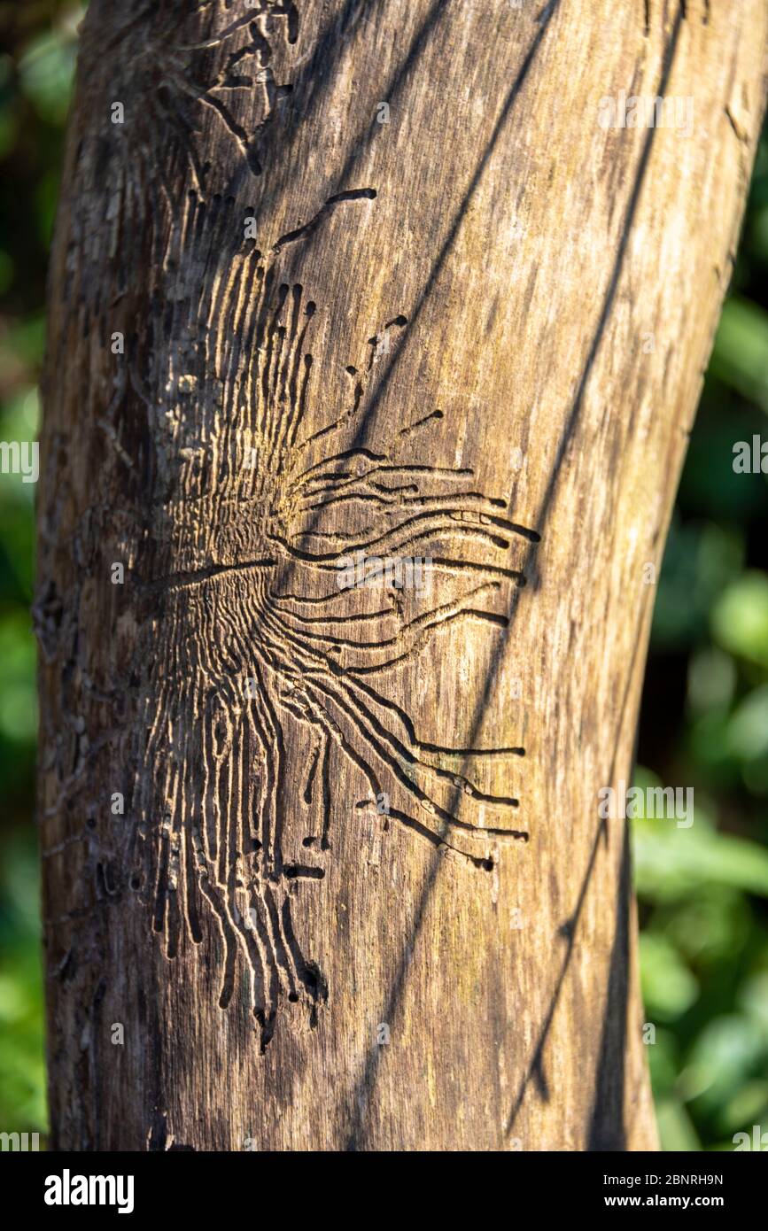 Tree trunk, woodworms, patterns Stock Photo - Alamy