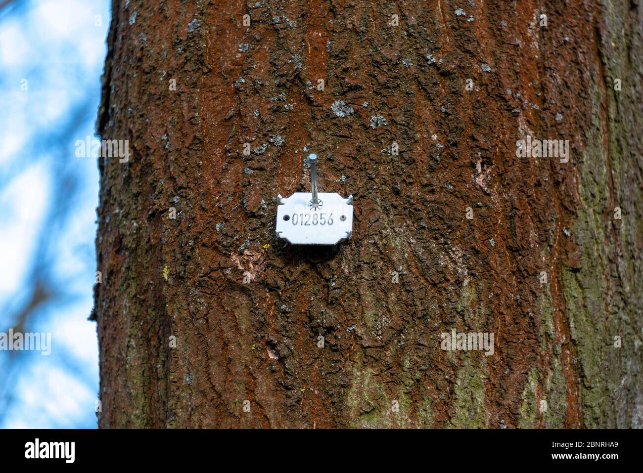 Tree brand, tree register Stock Photo - Alamy