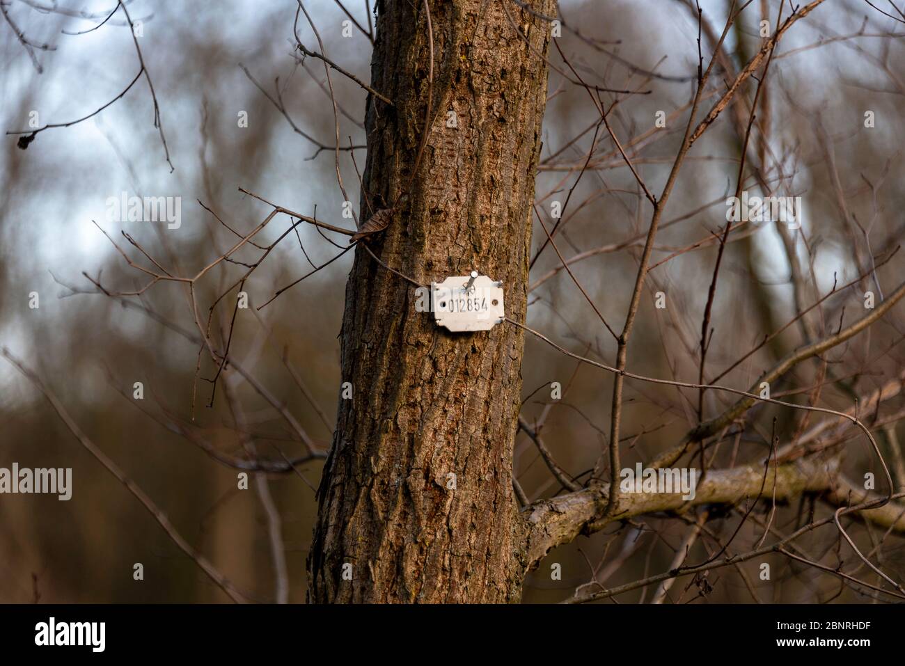 Tree brand, tree register Stock Photo - Alamy