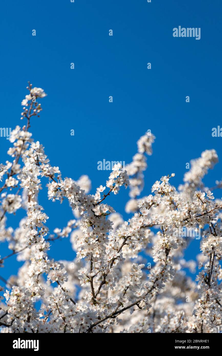 Pure white church hi-res stock photography and images - Alamy