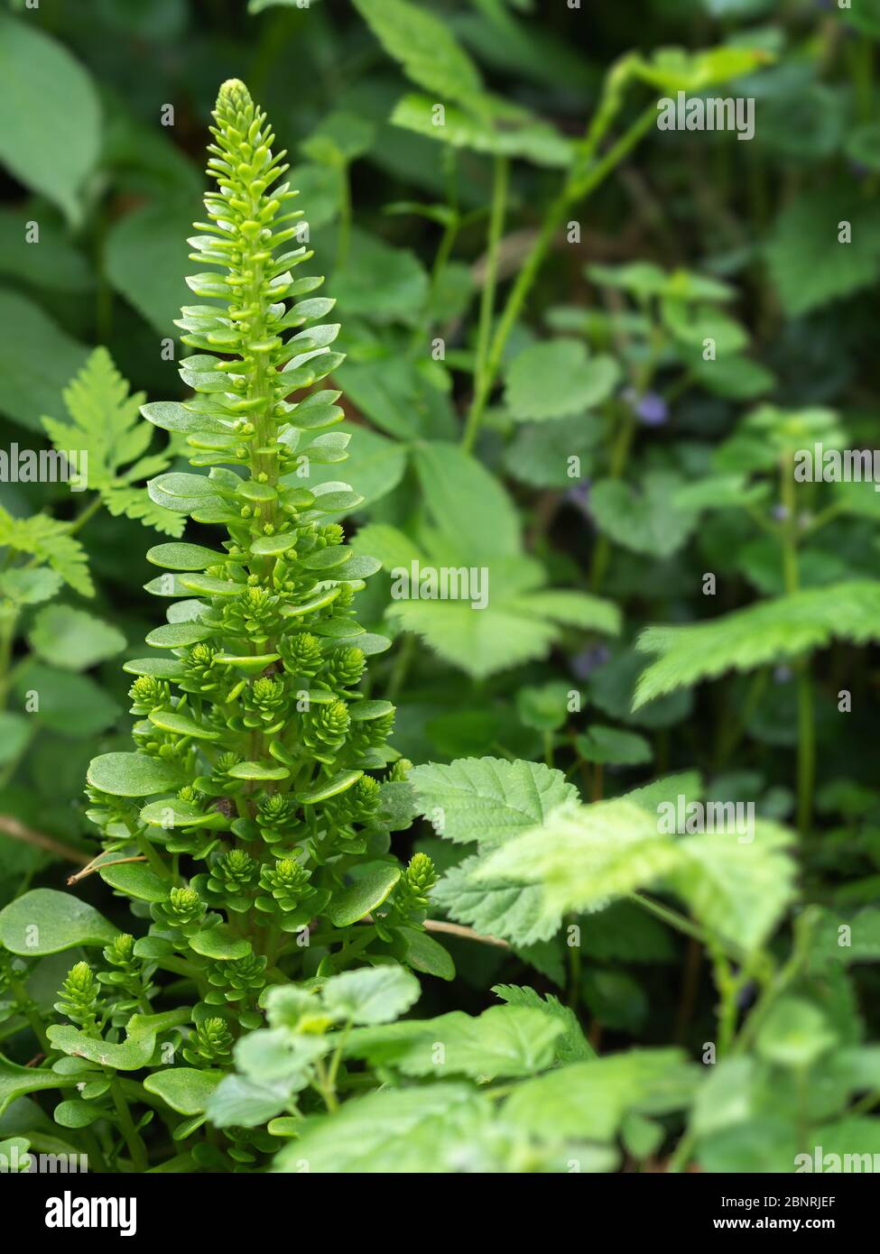 Penny plant hi-res stock photography and images - Alamy
