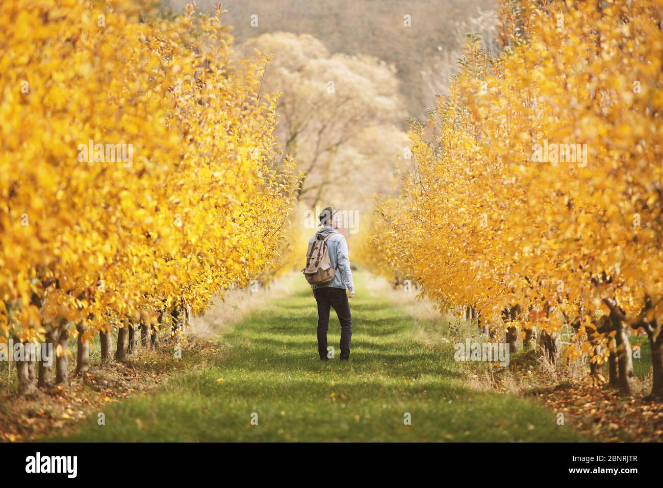 Man in the tree hi-res stock photography and images - Alamy