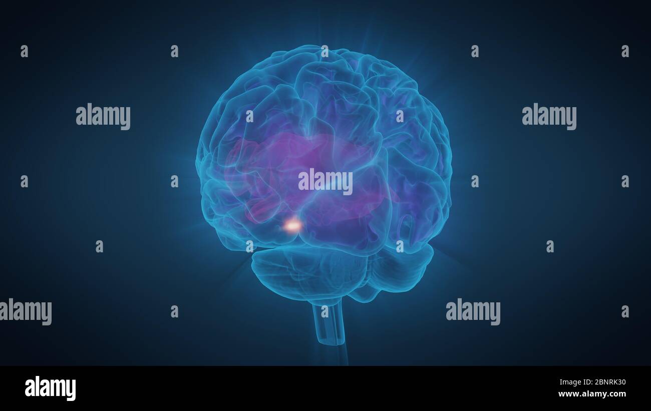 3d illustration human brain with convolutions and a radiance of light ...