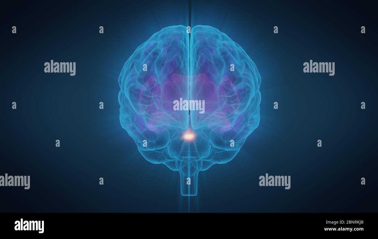 3d illustration human brain with convolutions and a radiance of light ...