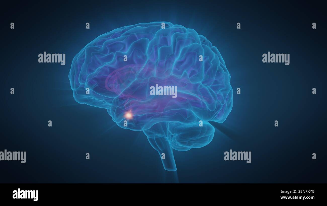 3d illustration human brain with convolutions and a radiance of light ...