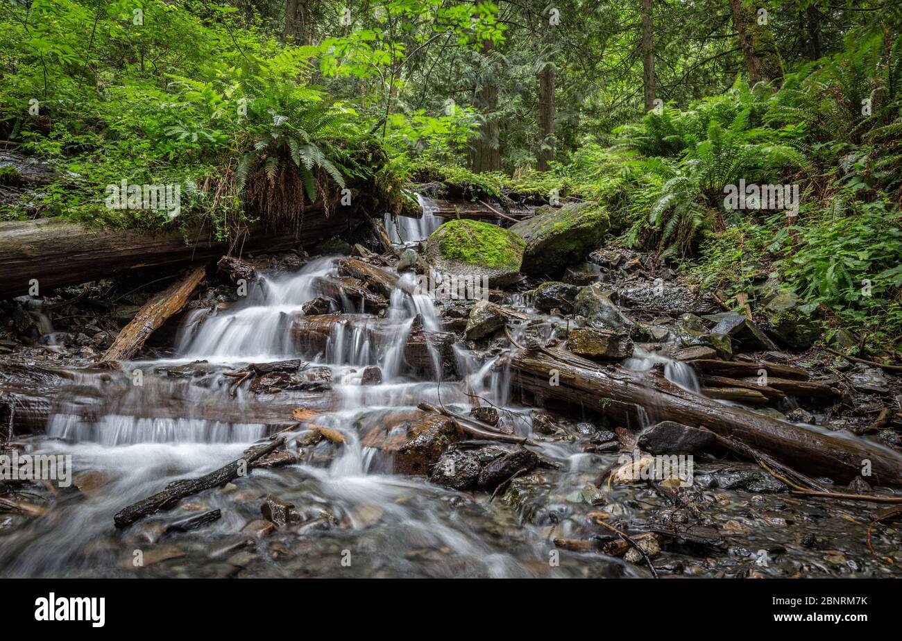 Canada, British Columbia, forest, log Stock Photo - Alamy