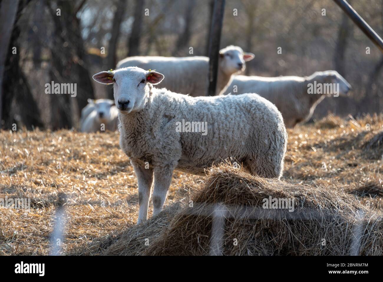 Sheep stand hi-res stock photography and images - Alamy
