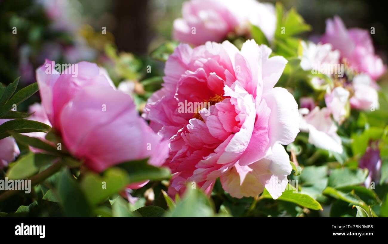Peony bush hi-res stock photography and images - Alamy