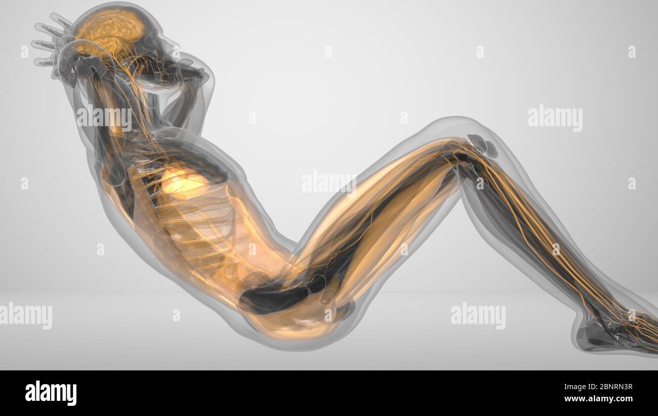 3d abdominal abs background hi-res stock photography and images - Alamy