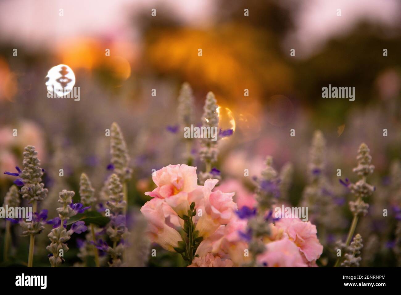 Romantic garden with beautiful flowers all around Stock Photo - Alamy