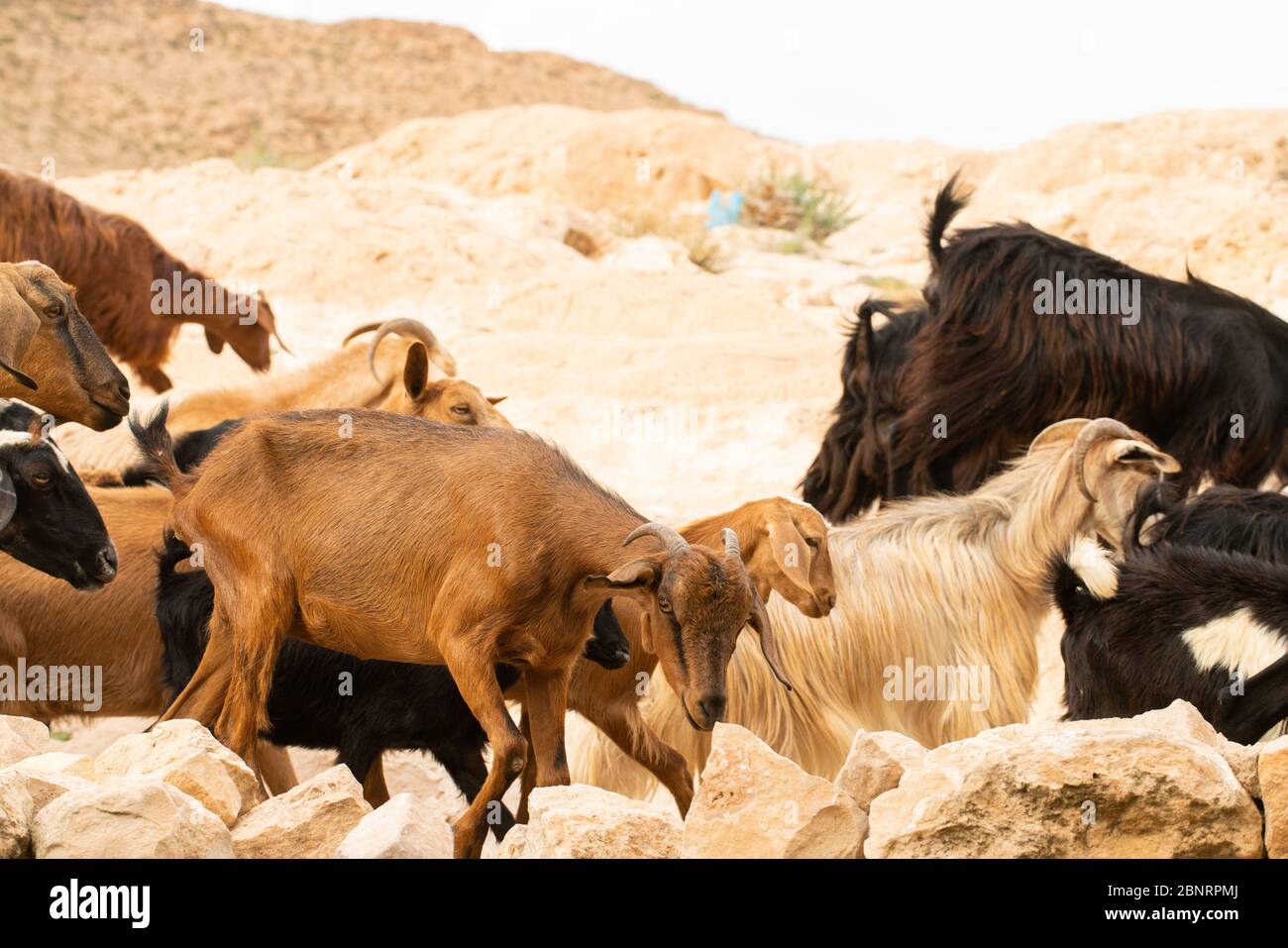 Dahar mountains hi-res stock photography and images - Alamy