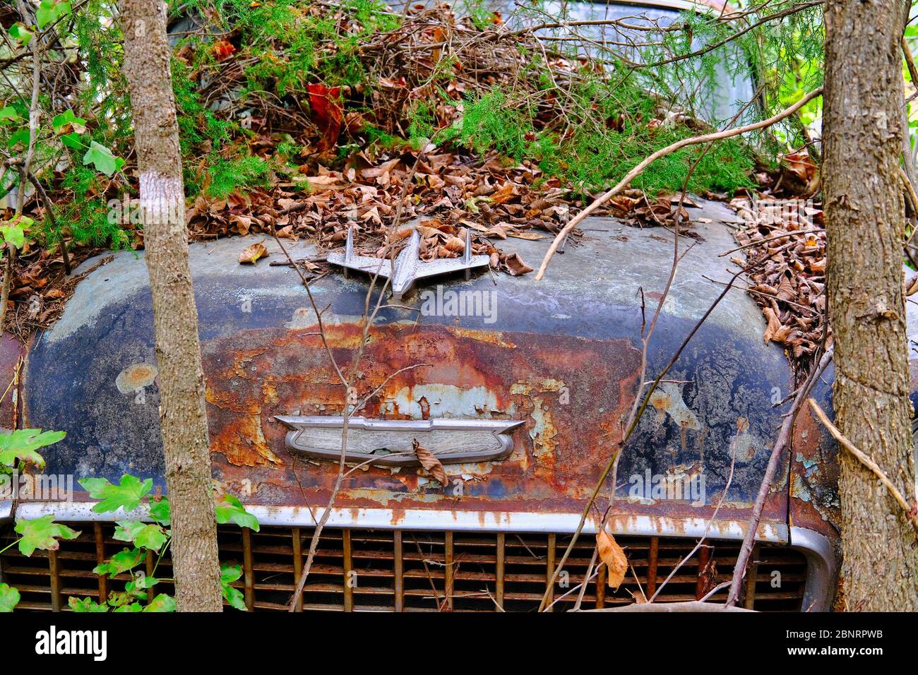 Old Car in Trees Stock Photo - Alamy