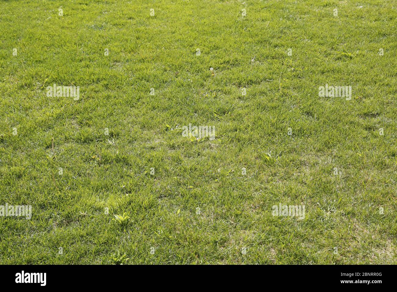 close up natural green grass backgrounds Stock Photo - Alamy