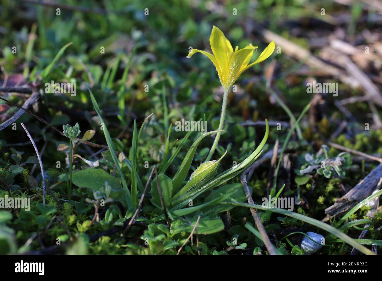 Hairy gagea hi-res stock photography and images - Alamy